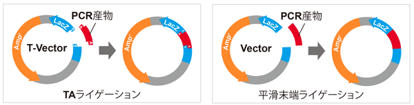 TA-Blunt Ligation Kit