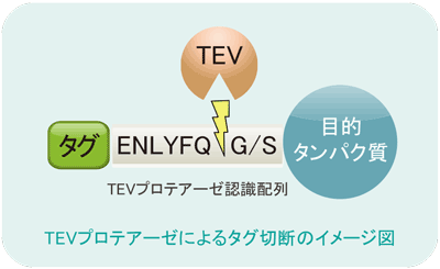 TEV Protease (Glycerol free)